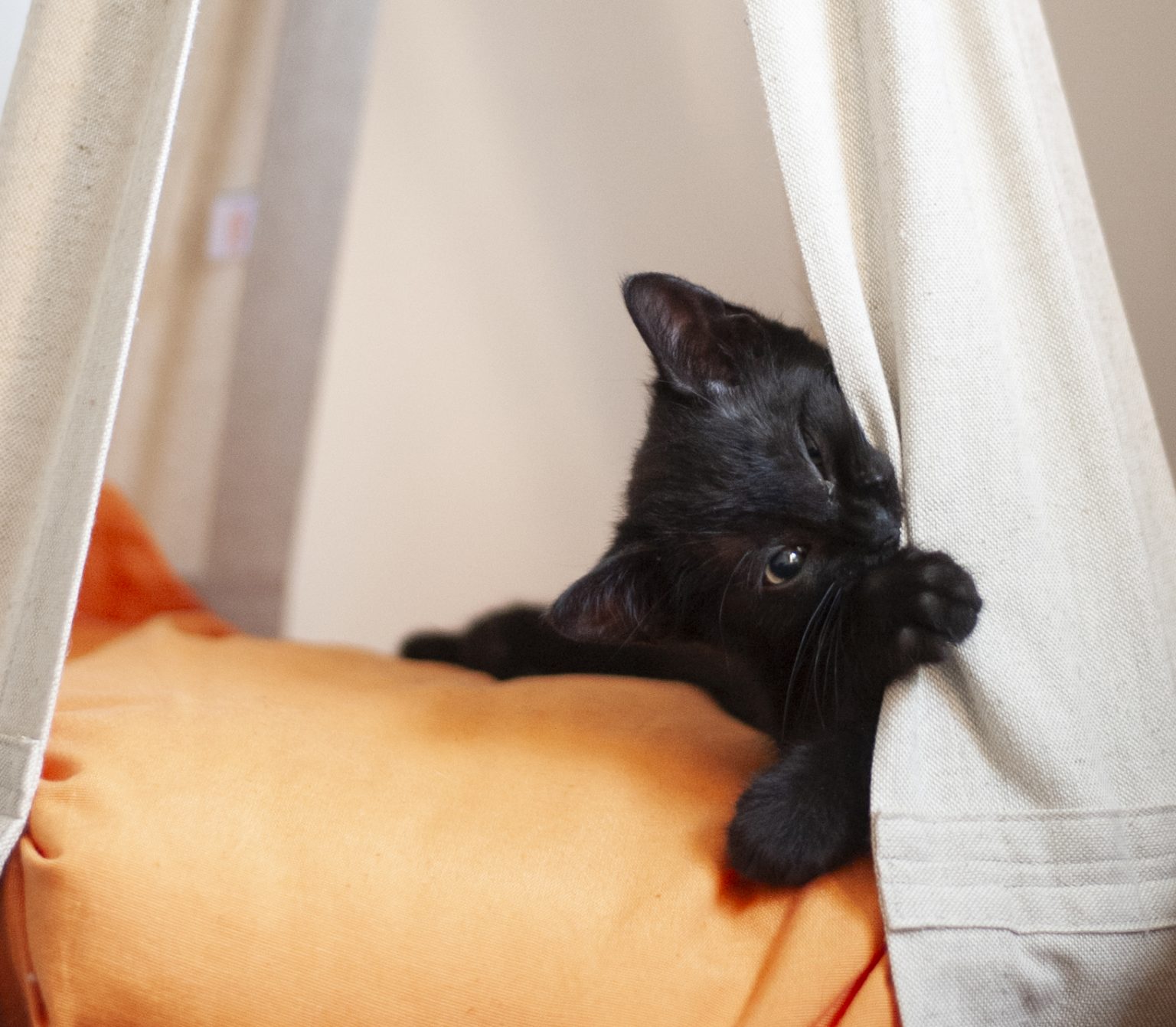 The Double Cat Swing - Meet the star of our collection