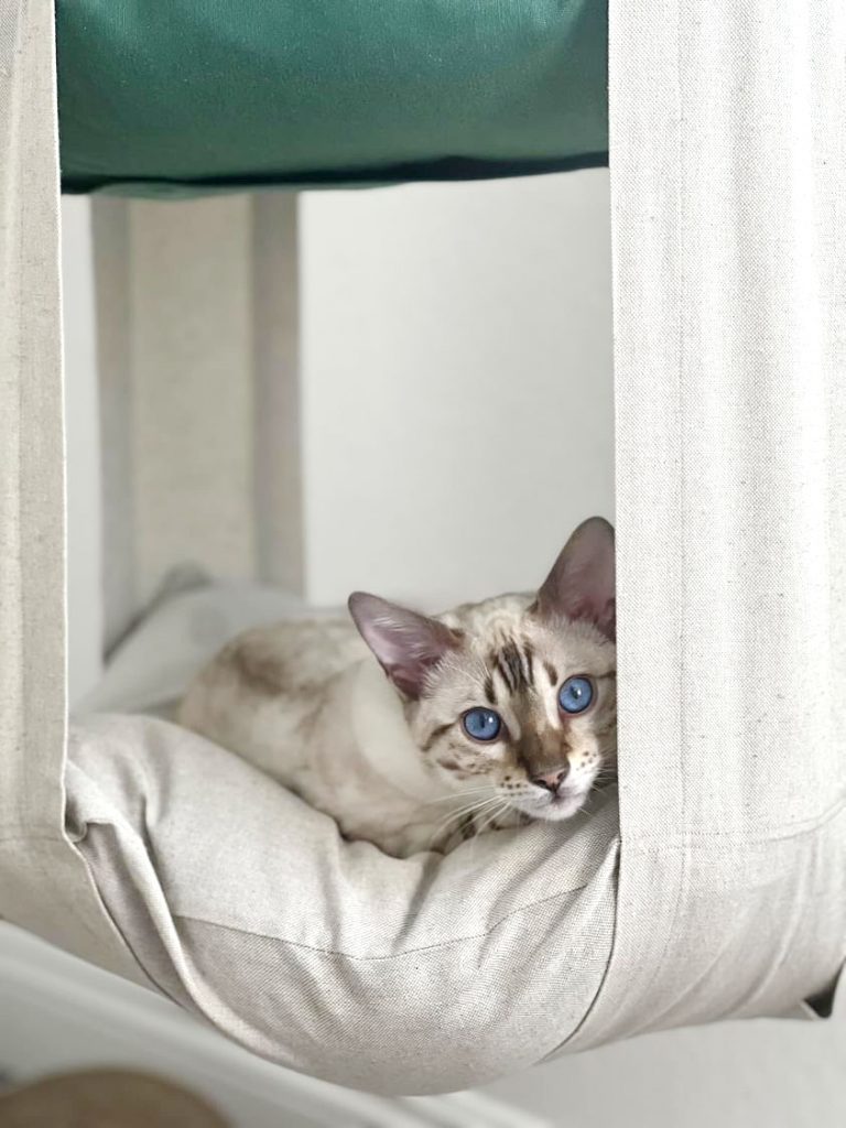 The Double Cat Swing - Meet the star of our collection